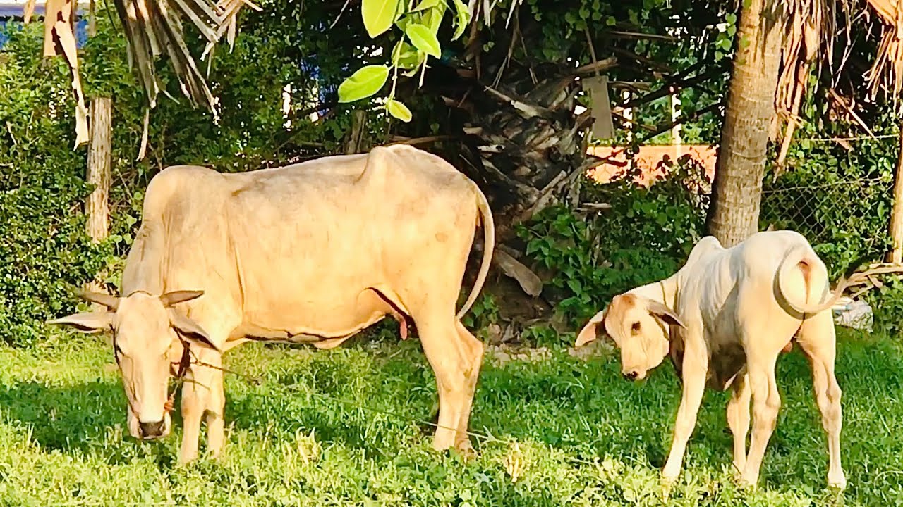 Cute Baby And Mommy Cows | BEAUTIFUL INSECTS AND NATURE BEHIND MY HOUSE ...