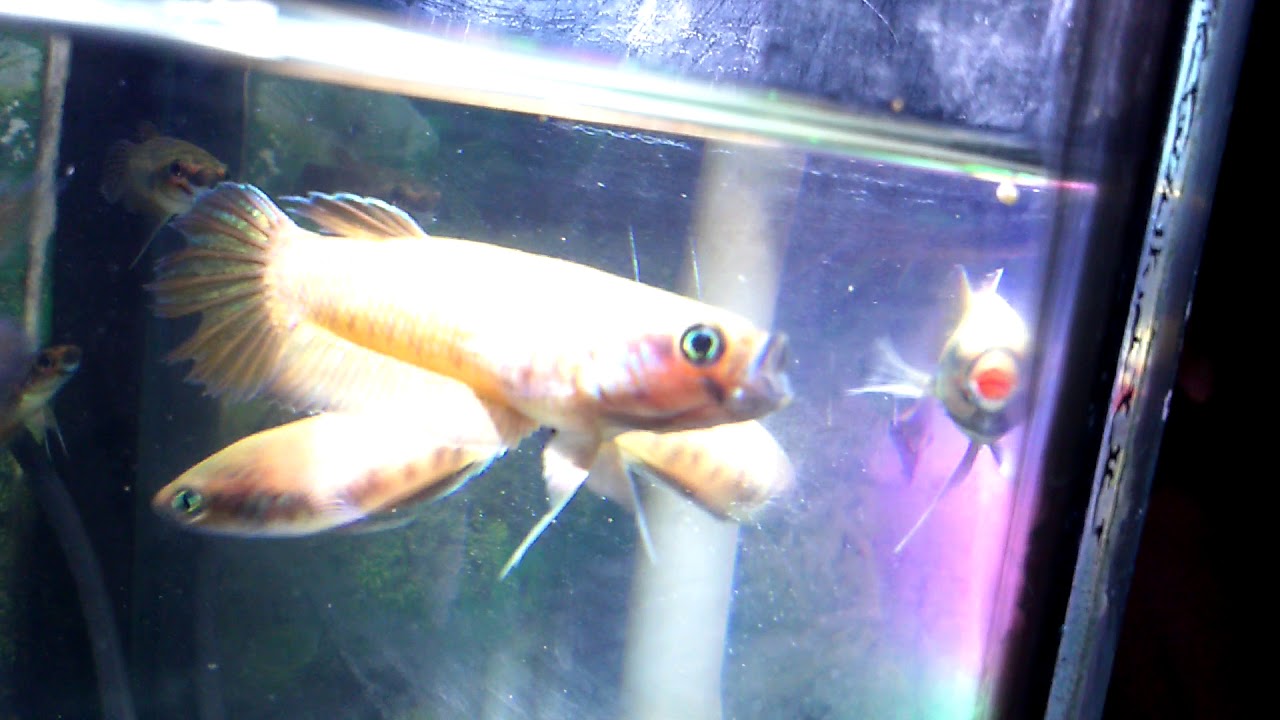 Betta Patoti Kalimantan - YouTube