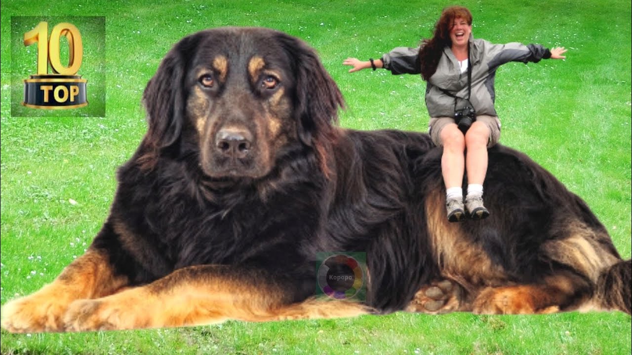 TOP 10 MOST POWERFUL GIANT DOG | THE BIGGEST DOG Breeds In The World # ...