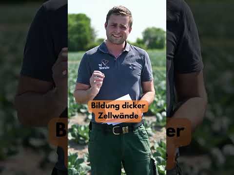 Bessere Lagerstabilität im Kohl: Glibor Ca!