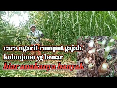 Cara Ngarit Rumput Gajah | Cara Tepat Ngarit Rumput Kolonjono Biar ...