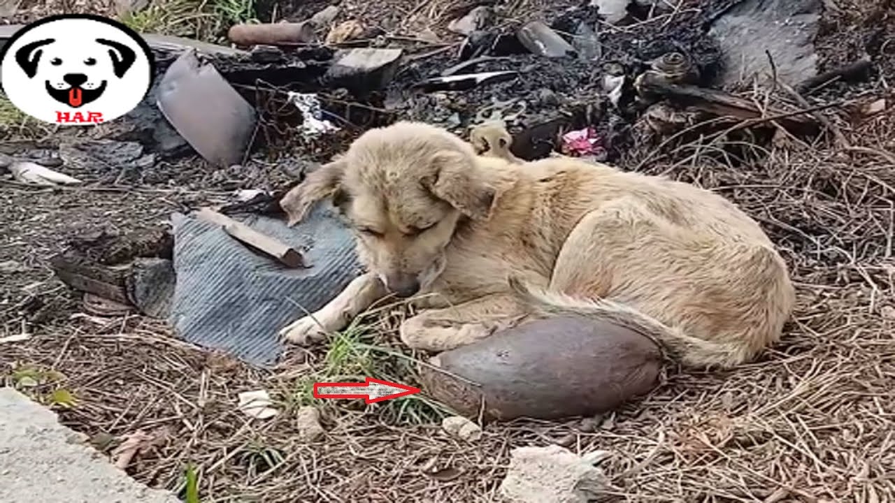 No one realized his suffering until I heard the doctor's conclusion. My ...