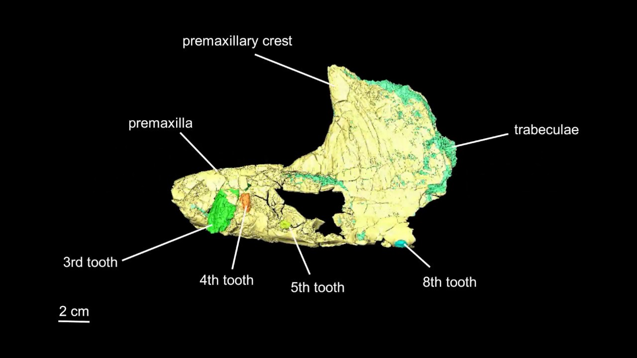 Iberodactylus, el pterosaure més gran descobert a la península Ibèrica ...