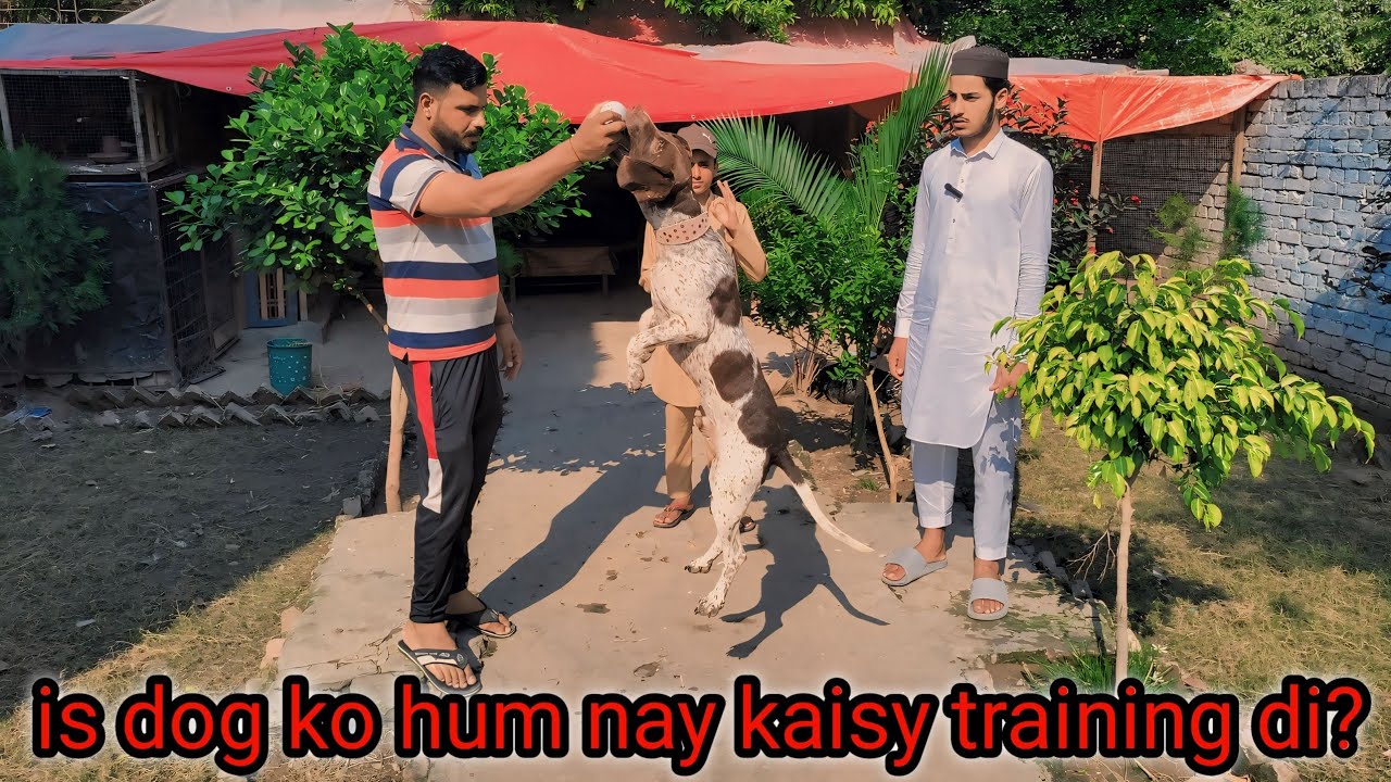 dog ko kaisy train kerty hein ? dog ko kub say training dena start ...