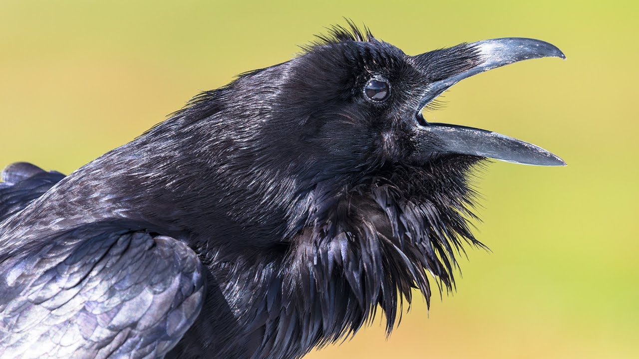 Raven Calls With George Bumann - YouTube