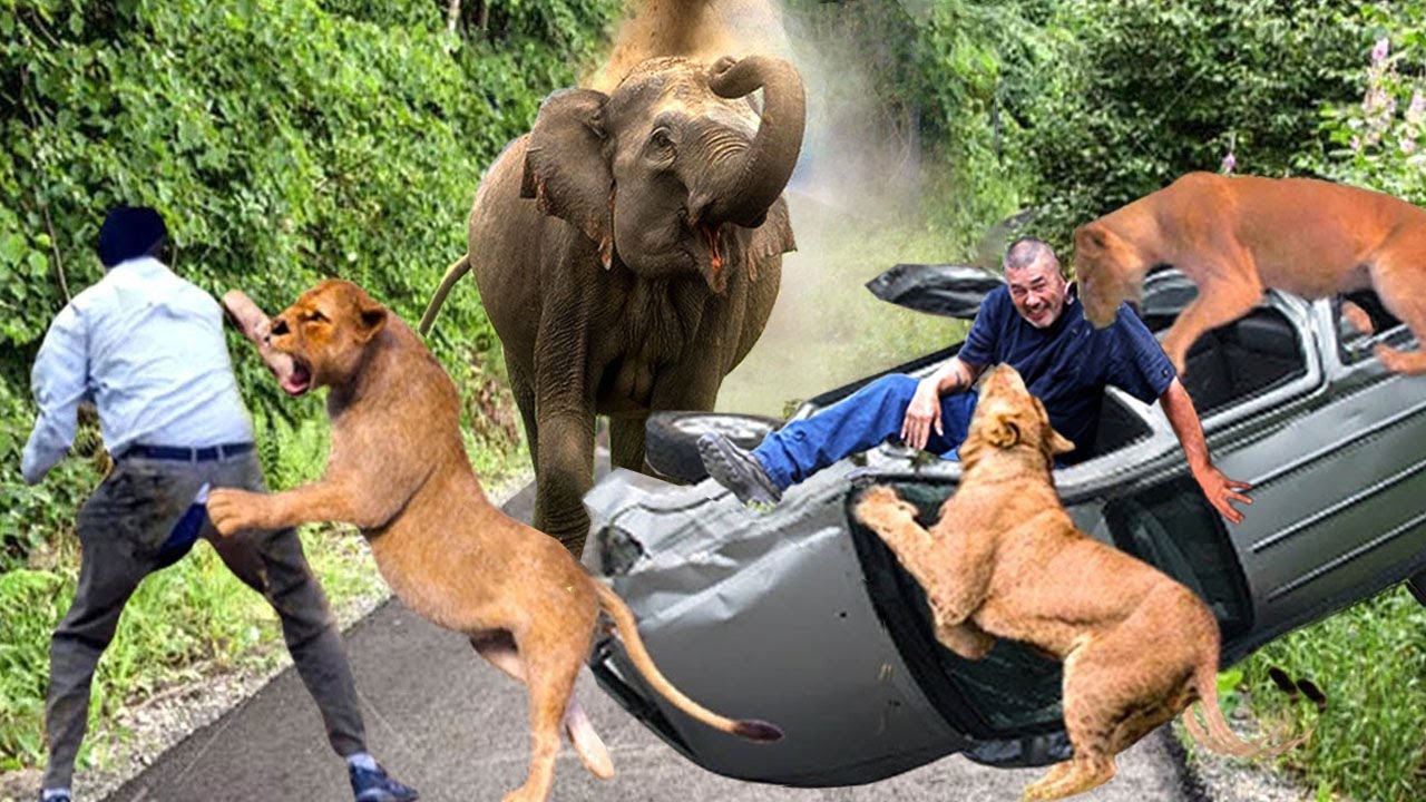 Chaos Battle! Elephant, Lion Rage Attacks Cars And Tourists Too Brutal ...
