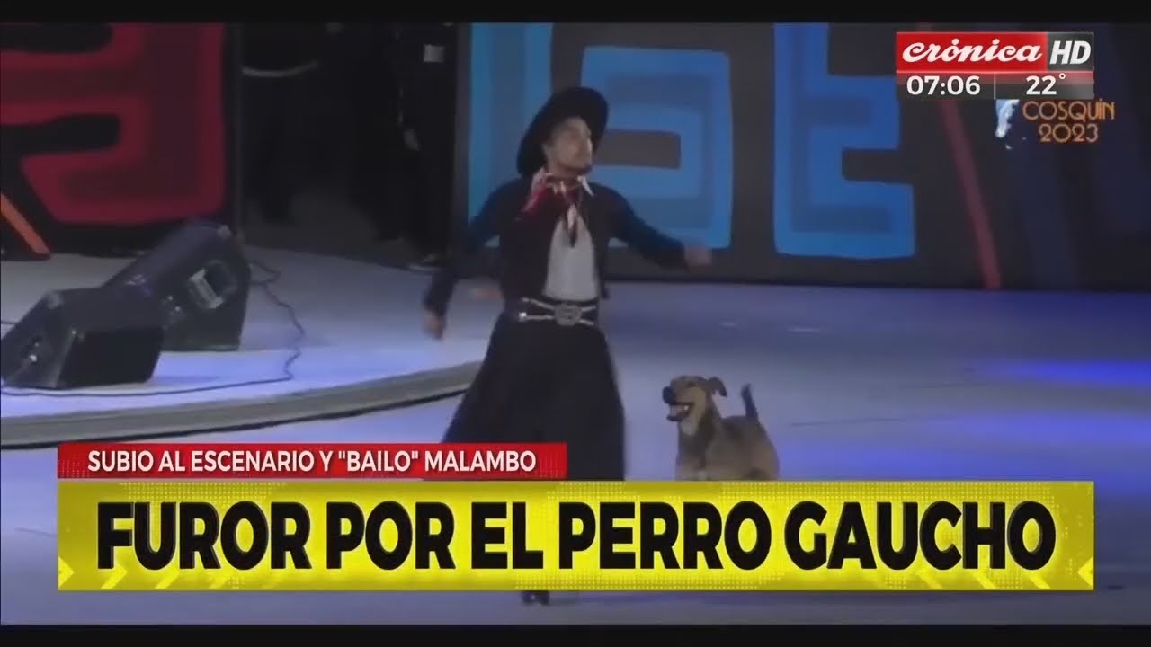 Furor por el perro gaucho - YouTube