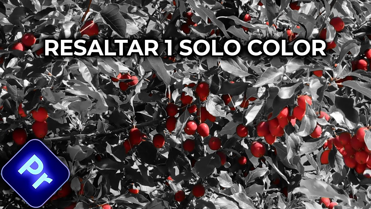 Cómo resaltar 1 solo color en Premiere Pro (Tutorial rápido) - YouTube