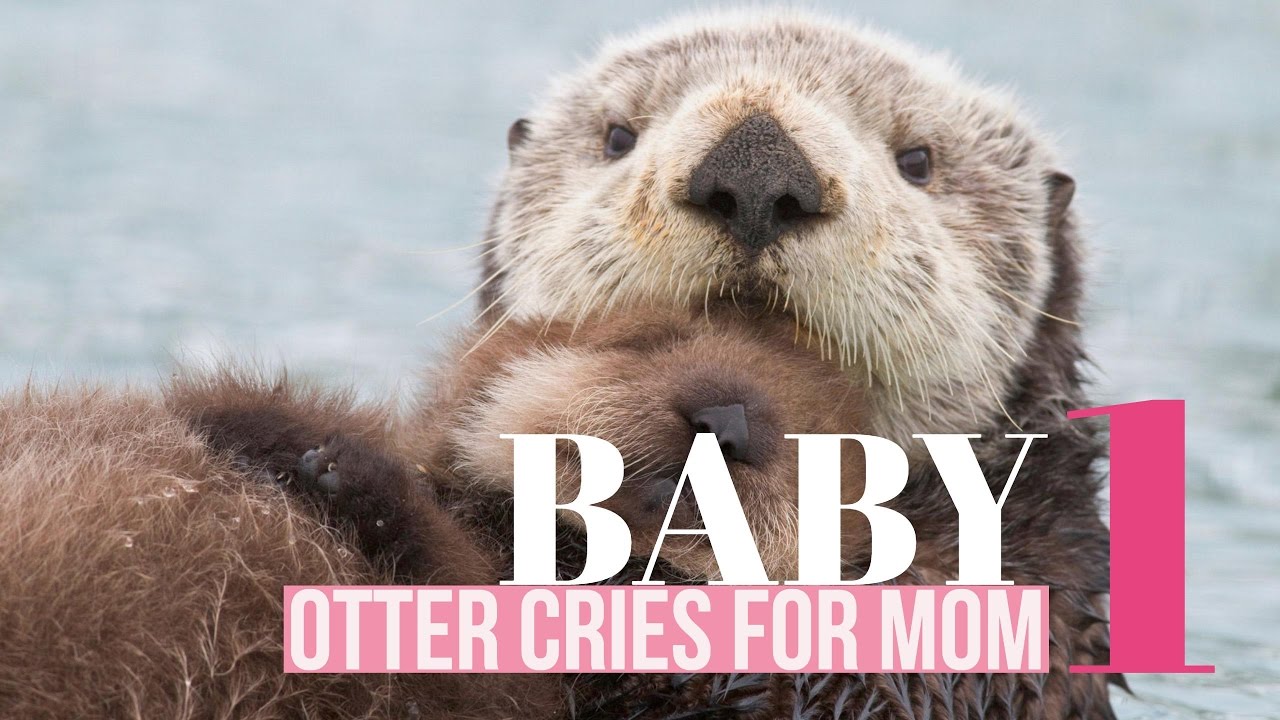 Baby Otter Cries While Being Groomed - Part 1 - YouTube