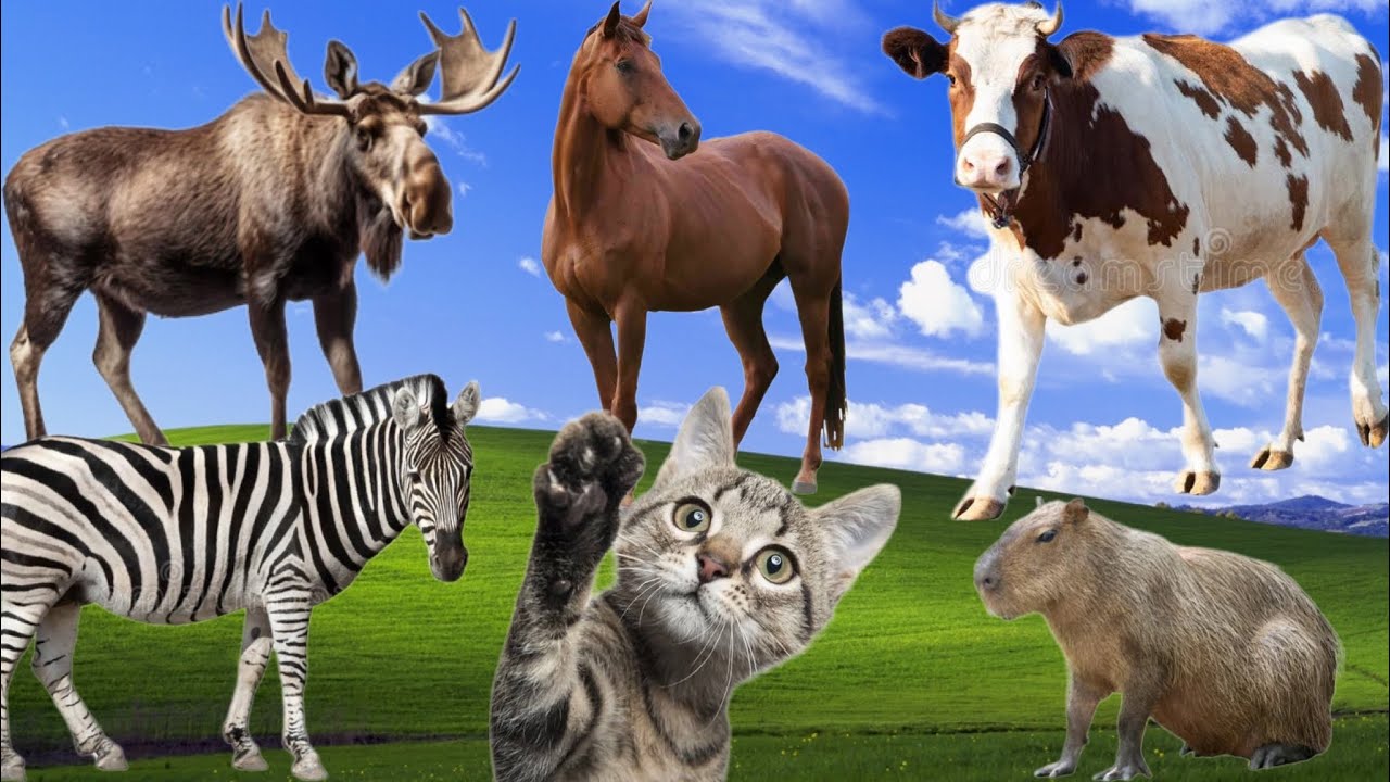 Funny farm animals sounds: Elk, Cat, Horse, Elephant, Dog, Capybara ...