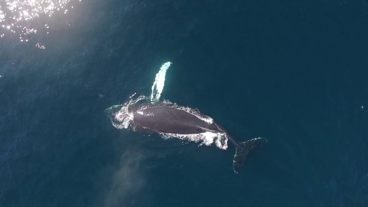 Humpback Whales off Mobile, Newfoundland on July 17th 2016. - YouTube