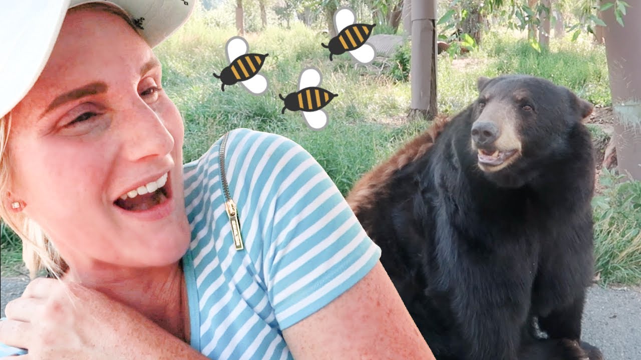 Bears Get Too Close and Bees Attack! - YouTube