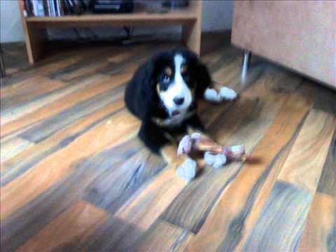 Schnuffel - Piep Piep.... - YouTube