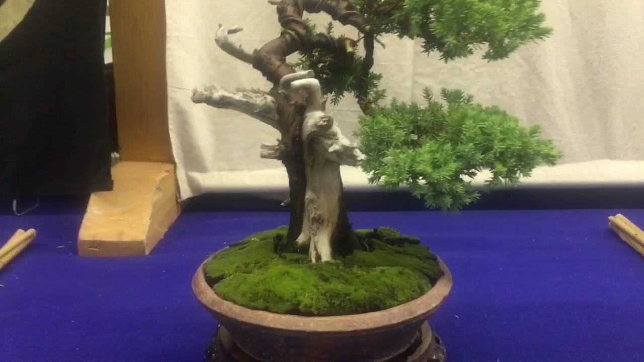 Bonsai Exhibition at 2016 Minnesota State Fair - YouTube