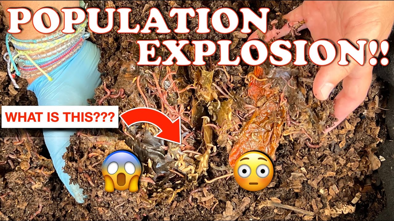 Is Your Worm Bin Population Exploding? + Unwanted Guests ...