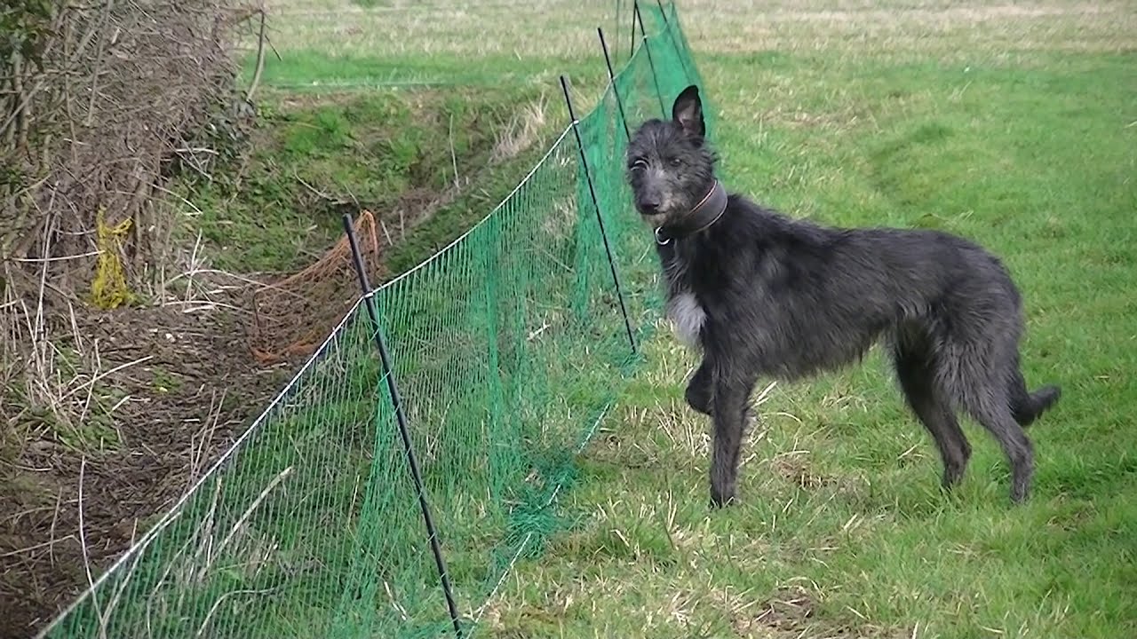 Rabbit Catching Part 1 - East Anglian Pest Control - YouTube