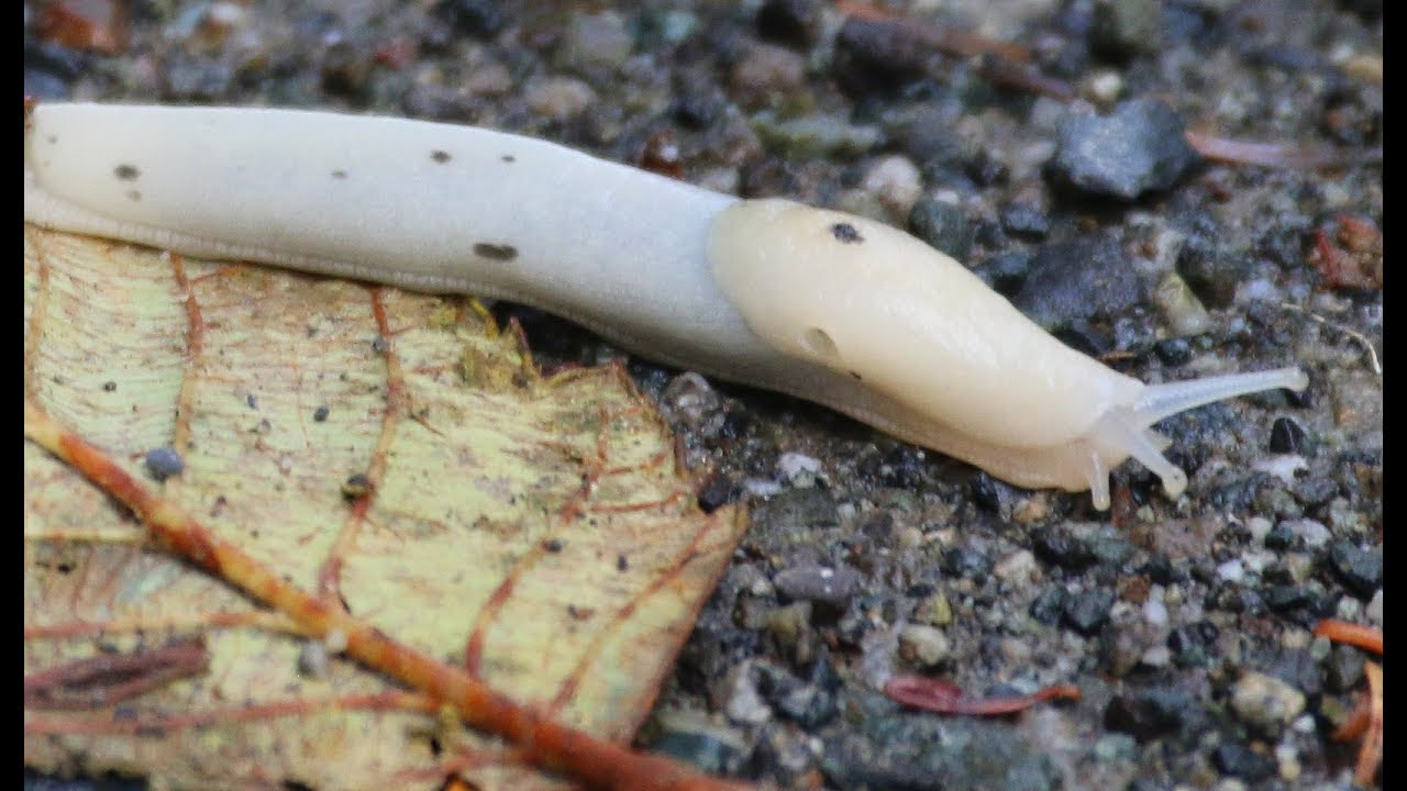 Rare White Banana Slug Timelapse - YouTube