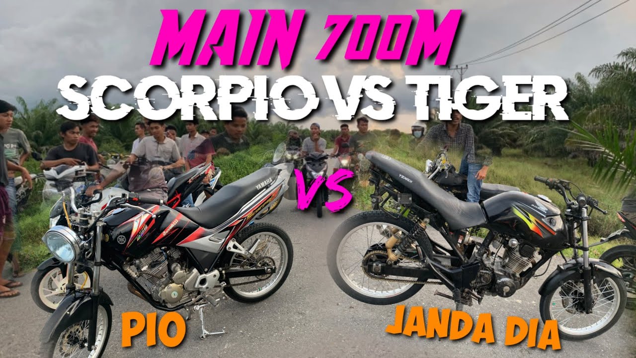 Scorpio (Agus) Vs Tiger (Gugun badak) - YouTube