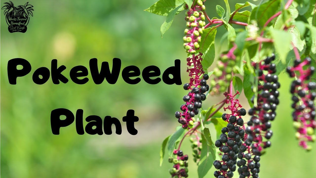PokeWeed Plant | Medicinal Benefits, Uses And Dangers - YouTube