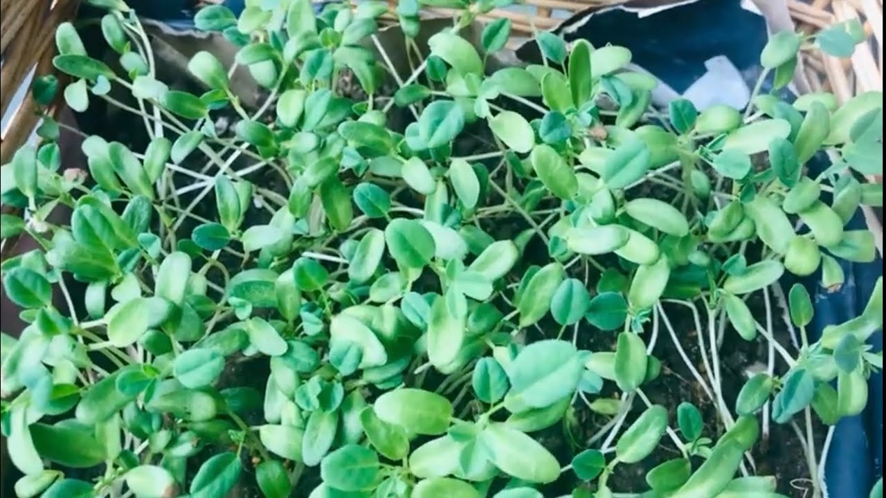 How to Grow Methi/Fenugreek in a pot - YouTube