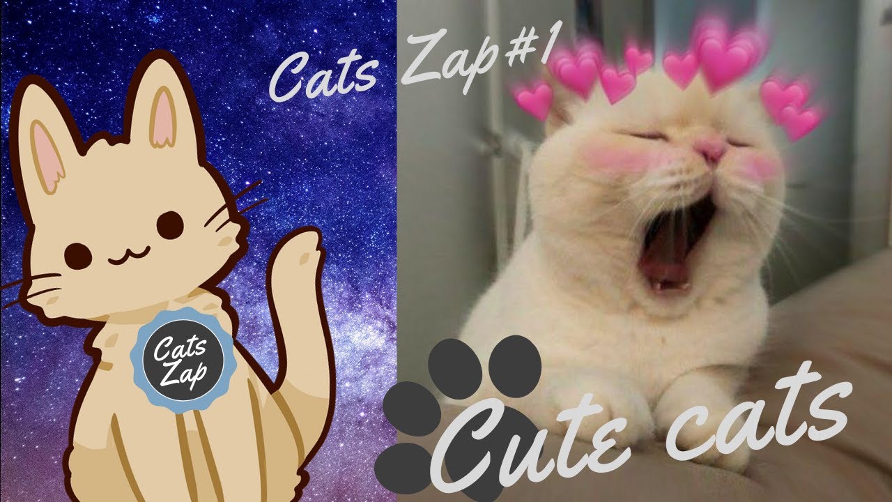 Cats Zap #1 Cutest And Funniest Cats To Keep You Smiling - Zapping ...