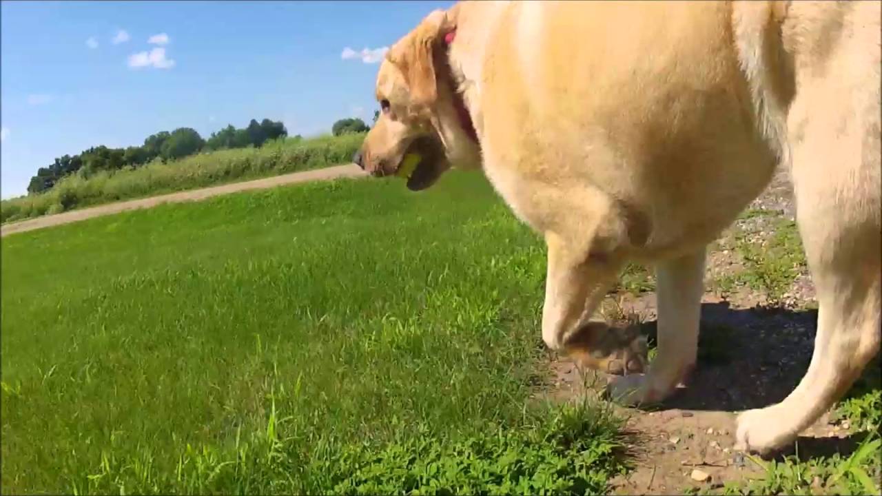 Toby loves his tennis ball - YouTube
