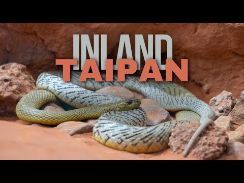 INLAND TAIPAN IN 17 FASCINATING FACTS - YouTube