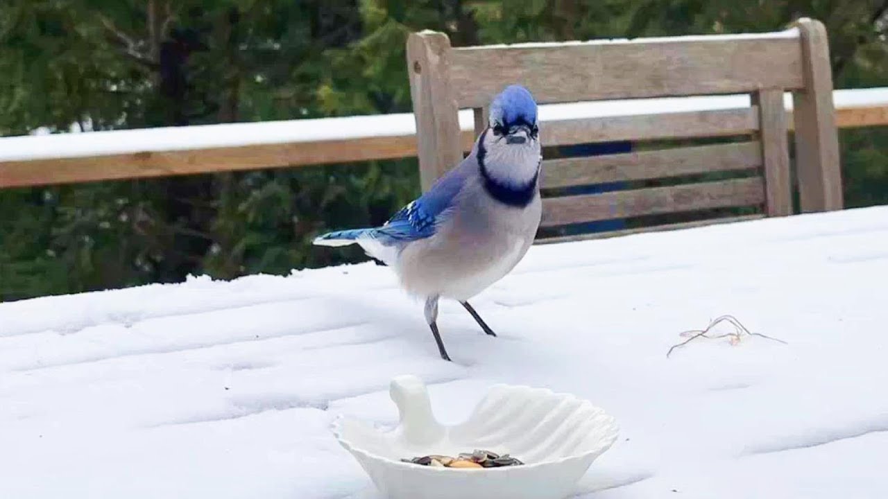 작별 인사하러 온 블루제이 My Blue Jay Friend Came To Say Goodbye - YouTube