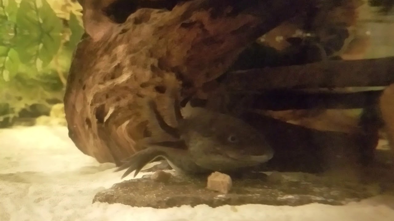 Axolotl eating repashy meat pie - YouTube