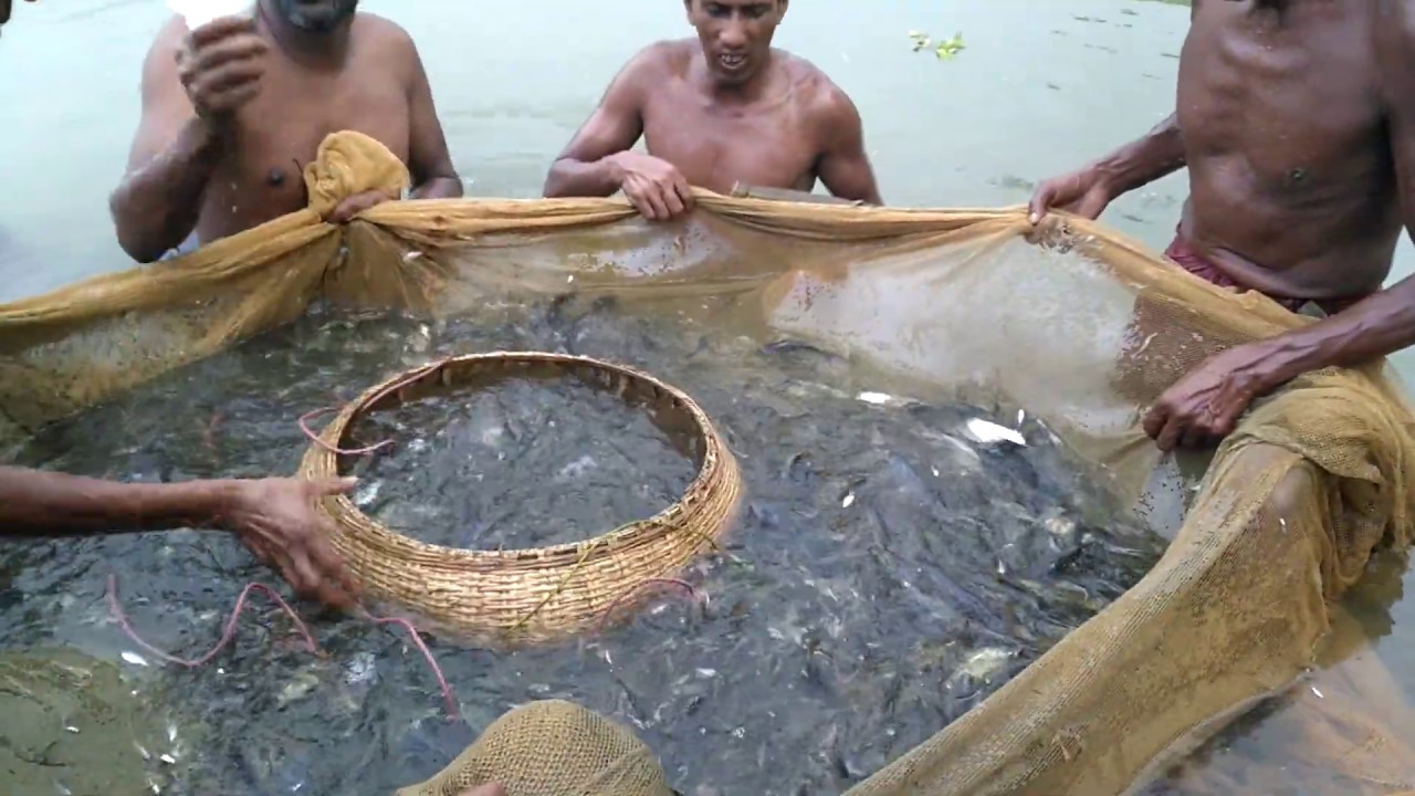 Mix Fish Farming |Fish Farming Business in Bangladesh - YouTube