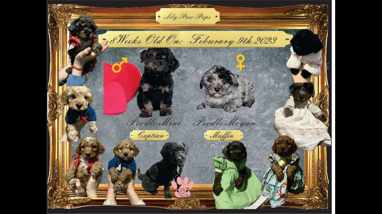 Gorgeous Litter of Purebred Poodles: Featuring Phantom Merle's - YouTube