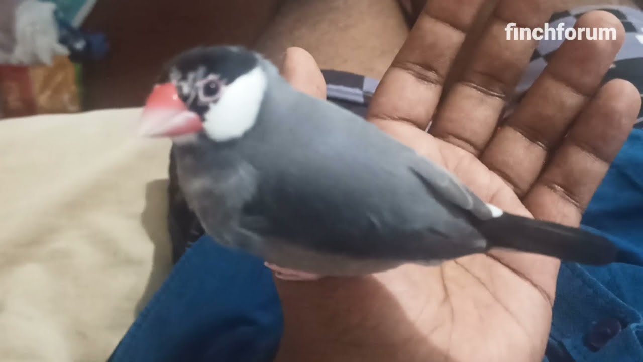 Hand Tamed Java sparrow | bird head massaging | tamed finch | JAVA SPARROW - YouTube