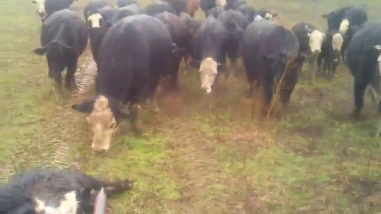 The cow funeral.. So sad - YouTube