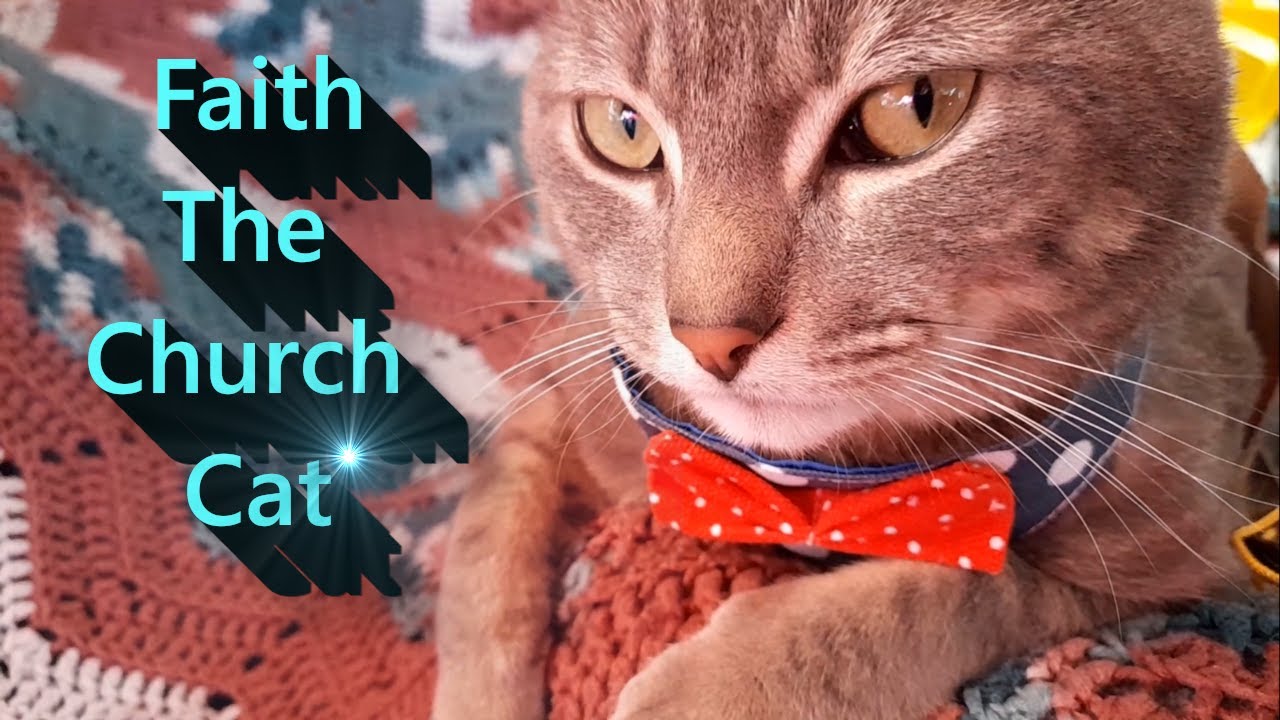 Faith The Church Cat Who Saved Her Kitten - YouTube