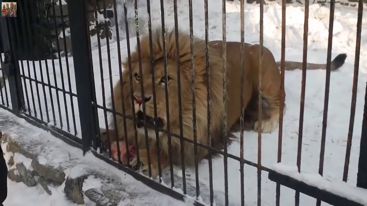 Heaviest Lion 400 kg - YouTube