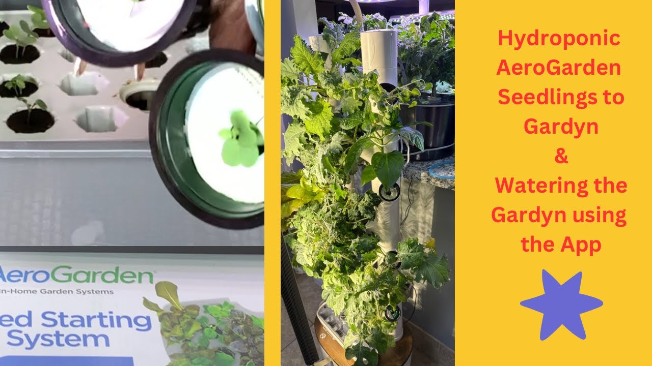 Seedings from AeroGarden to Gardyn Hydroponics: Watering with the ...