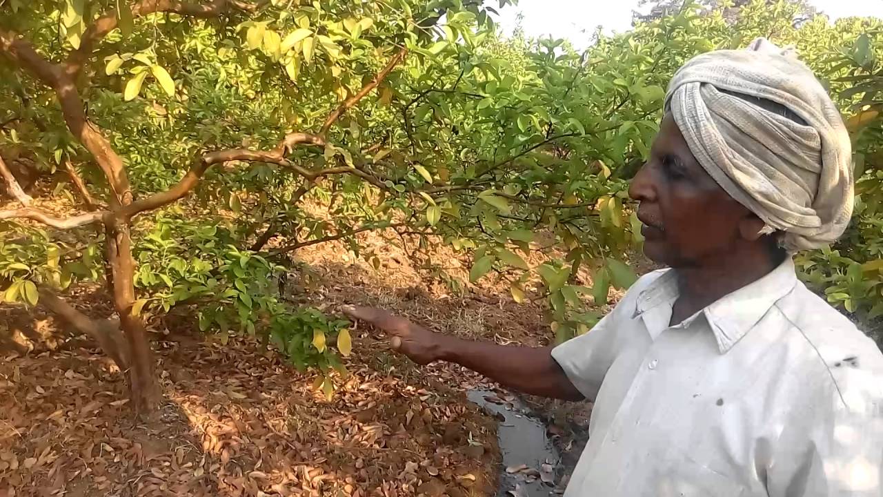 Guava farm water management - YouTube