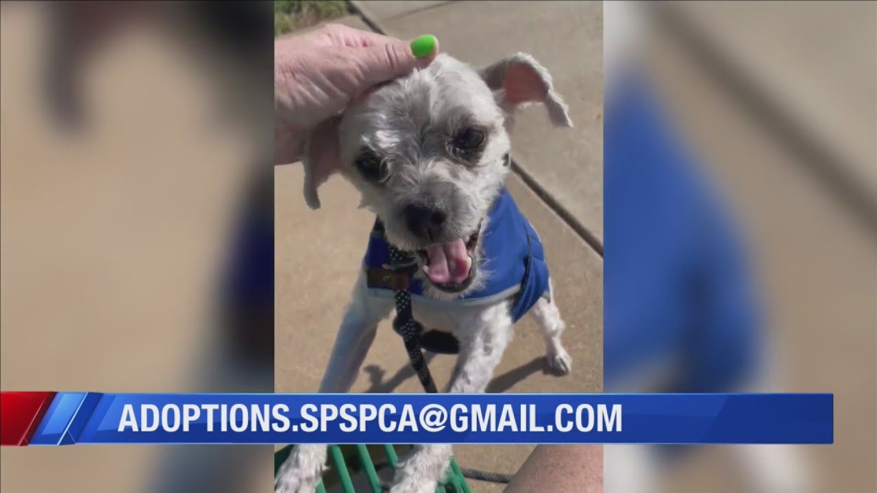 Matt, the dog found with pounds of matted fur, is now up for adoption ...