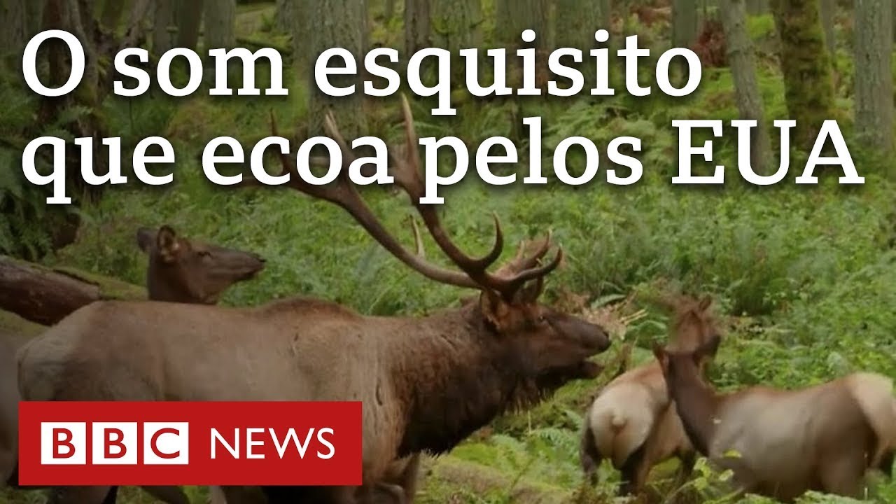 Os sons e imagens curiosas da temporada de acasalamento de alces - YouTube