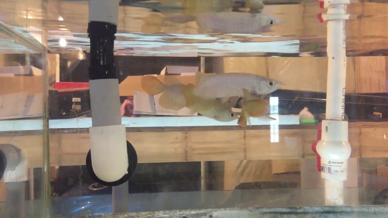 merlion ultimate chilli red and blood red - YouTube