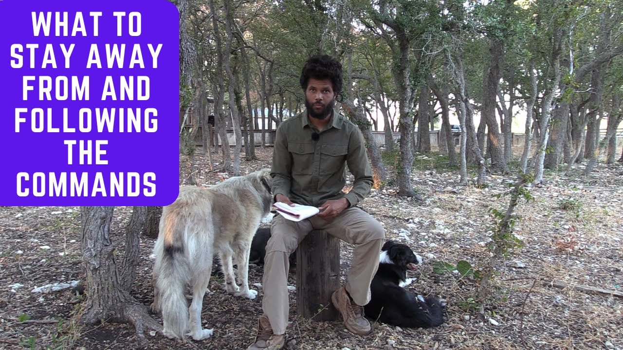 What To Stay Away From And Following The Commands - YouTube