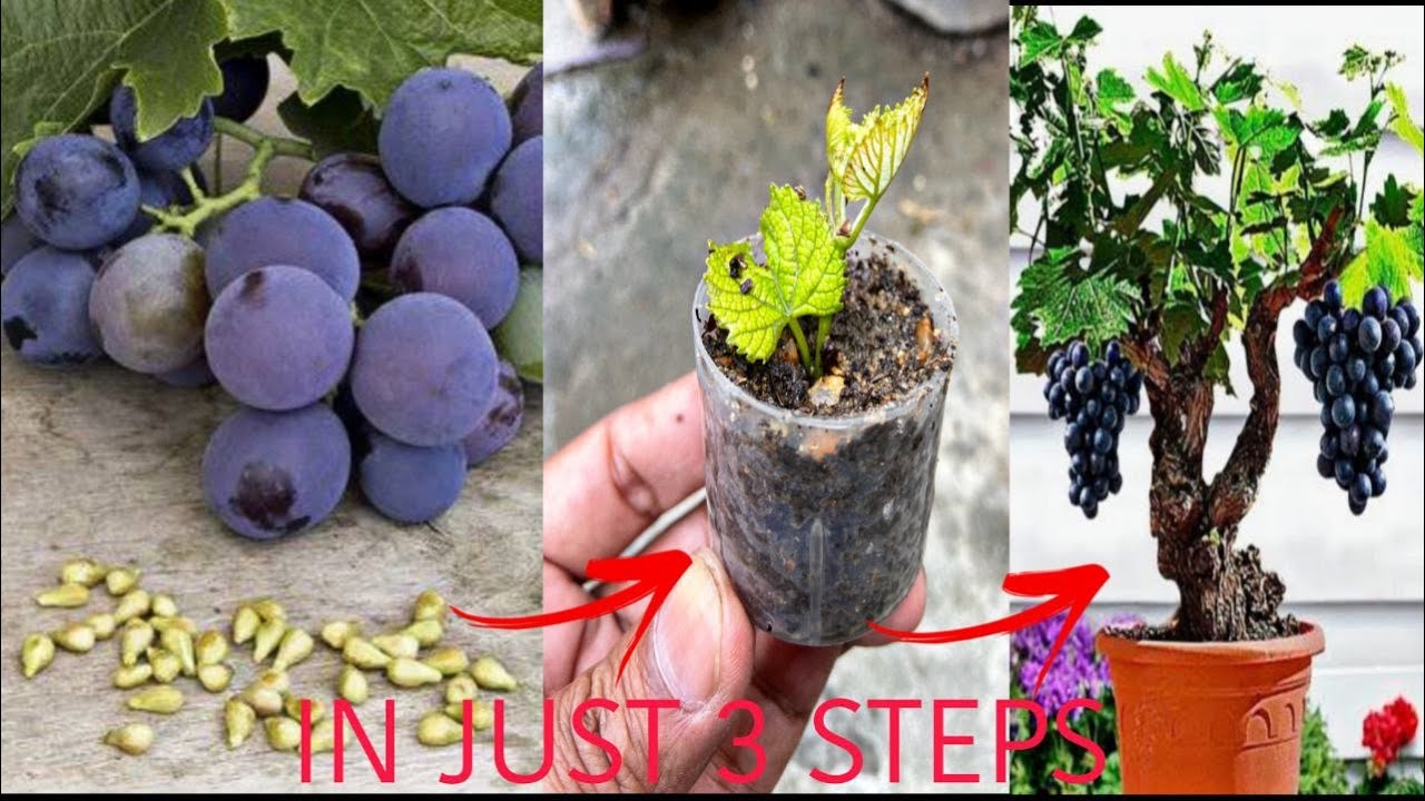 How to grow grapes tree from seeds at home || growing grapes from seeds ...