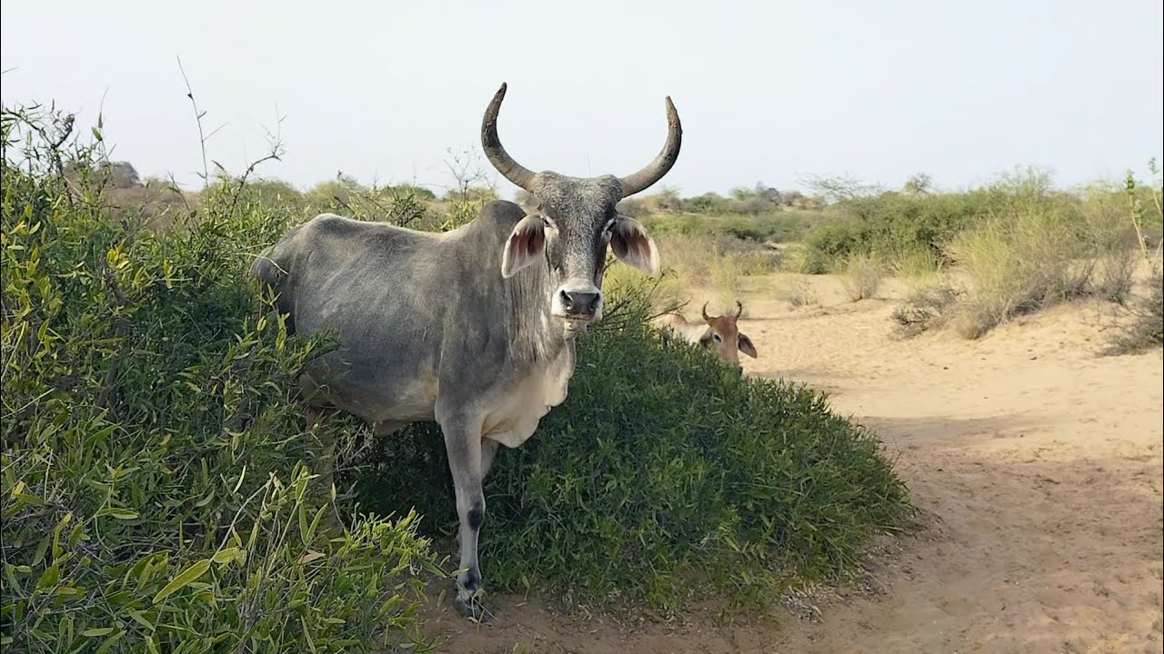 Majestic Horns: Beautiful Cow Grazing in the Jungle | Animals | Nature ...