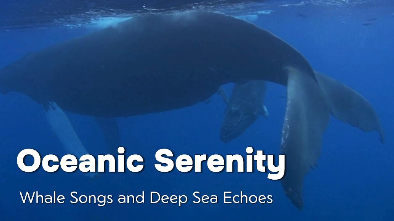 Whale Songs EXPERT Shares Calming Oceanic Melodies for Relaxation - YouTube