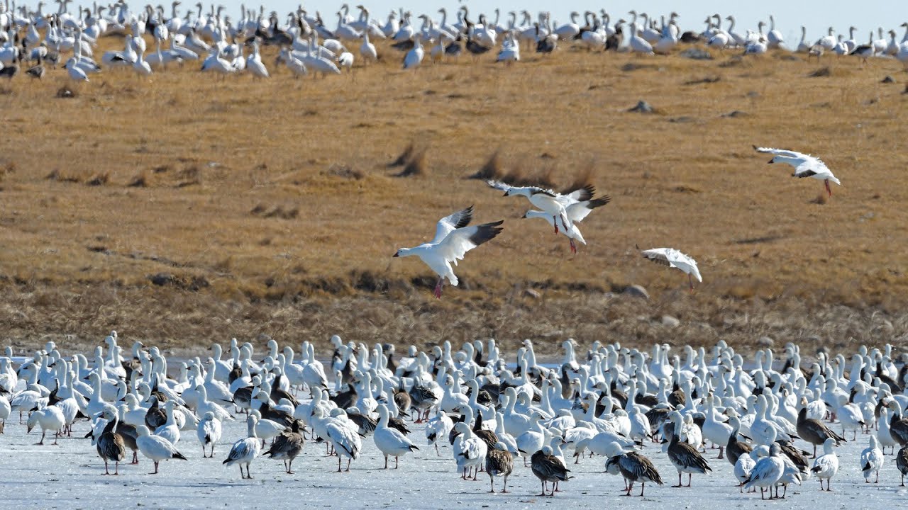 Spring Light Goose Conservation Order - NDGF - 03-28-2023 - YouTube