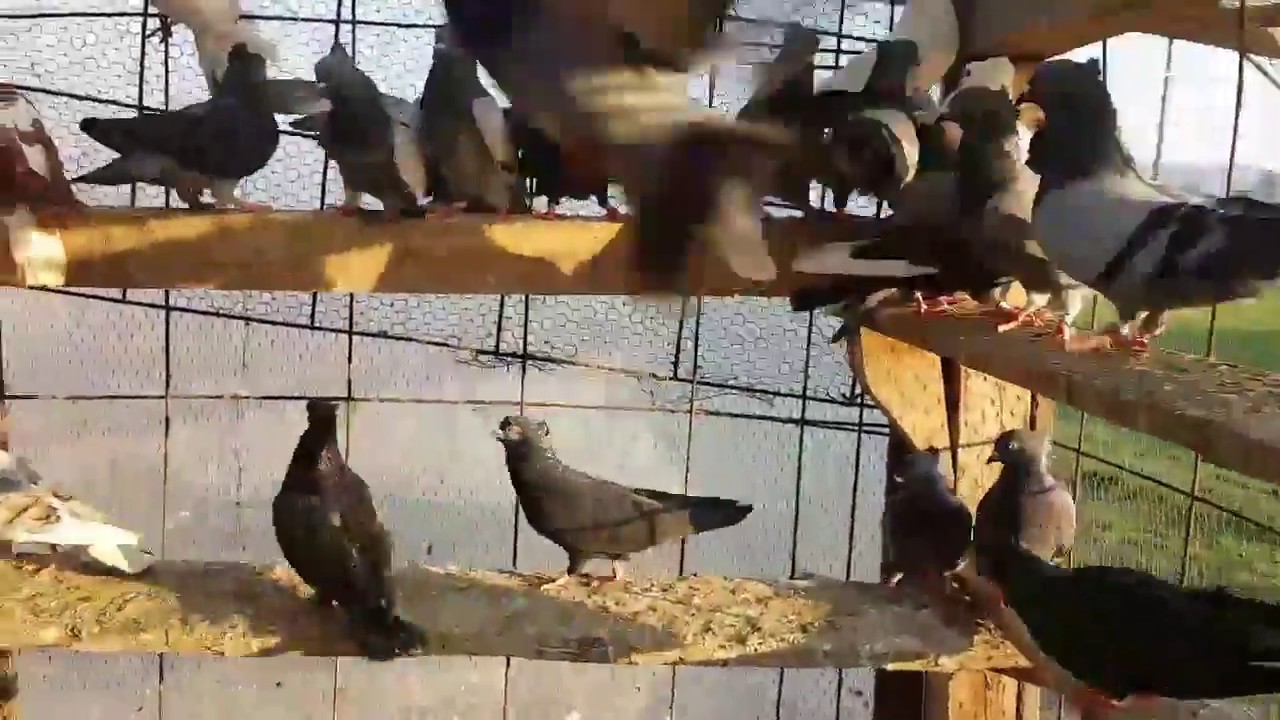 PIGEON Serbian Highflyer - Pellumba Letaqa 2018 - YouTube