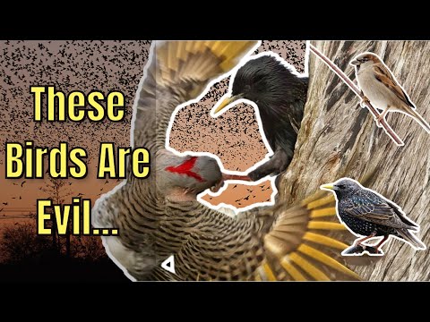 What Does The Starling Damage In Its New Ecosystem