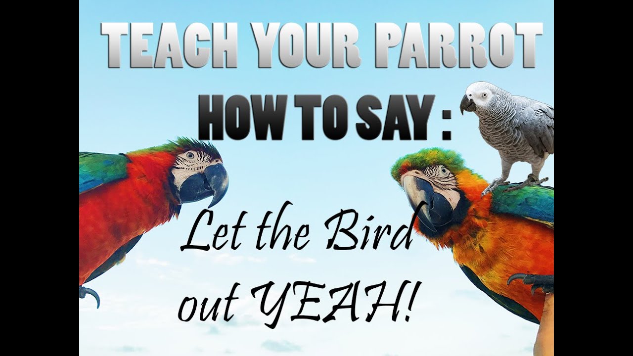 Teach your african grey how to say : Ley the bird out yeah. guaranteed ...