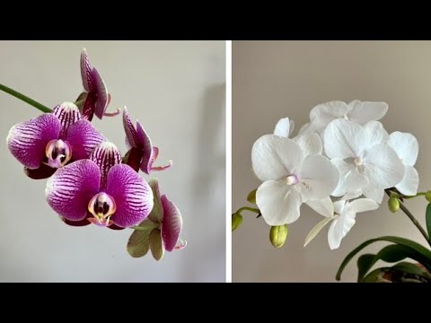 My favourite Phantom/Sogo Yukidian?/ white big lip - YouTube