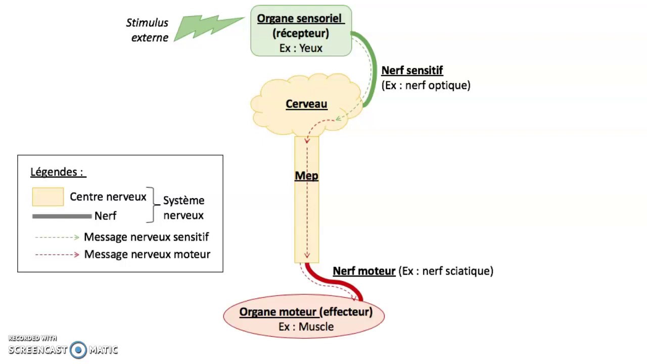 4T3PB - Schéma Bilan de la propagation des messages nerveux dans le ...